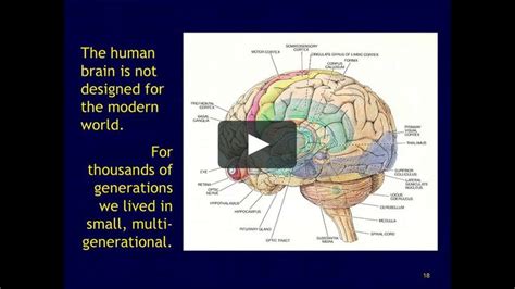 Image result for Bruce Perry Brain Development