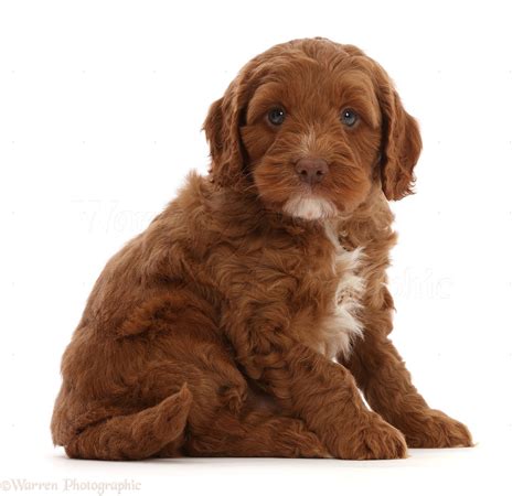 Image result for 6 Weeks Sable Cockapoo