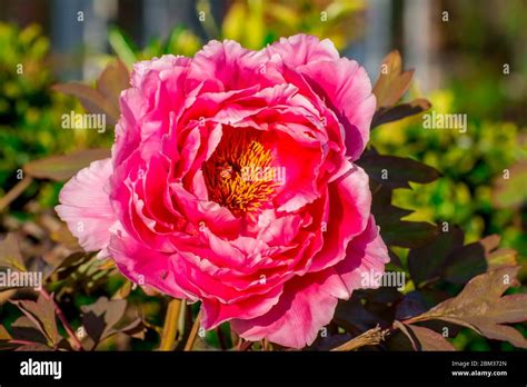 natural background with spring flowers Stock Photo - Alamy