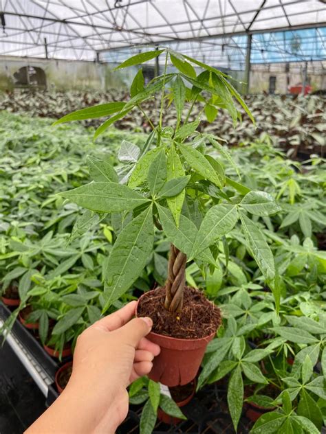 Image result for How to Braid a Money Tree