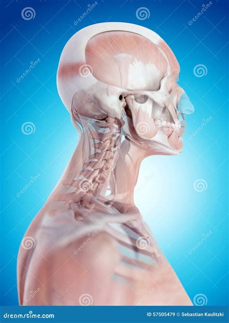 Image result for Neck Muscles Front View