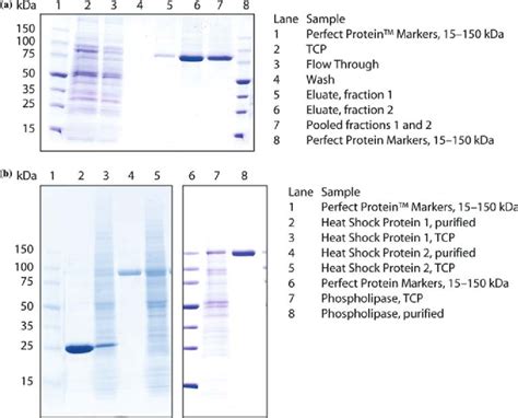 Image result for GenScript Protein Expression and Purification Challenges