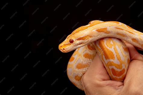 Image result for Silver Reticulated Python