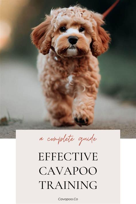 Cavapoo Training: How to Train Your Cavapoo • Cavapoo & Co