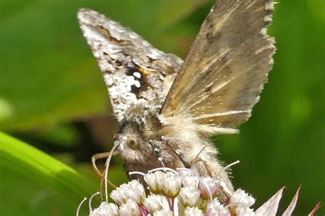 Image result for Cricket Insect Sound