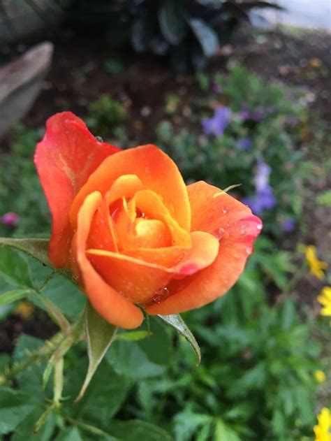 Image result for Color Changing Rose Bush