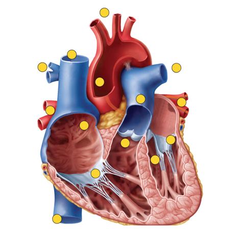 Image result for Cardiac Cycle Step by Step