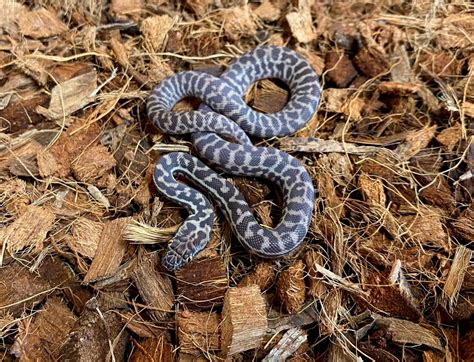 Image result for Stimson's Python