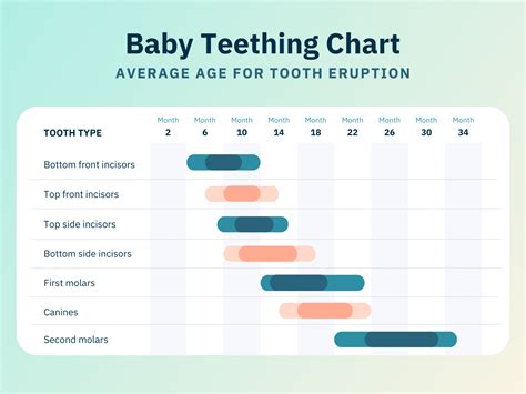 Image result for Teething Chart