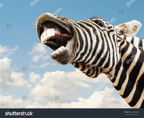 Image result for Smiling Zebra