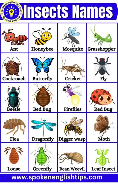 Image result for Insects and Names