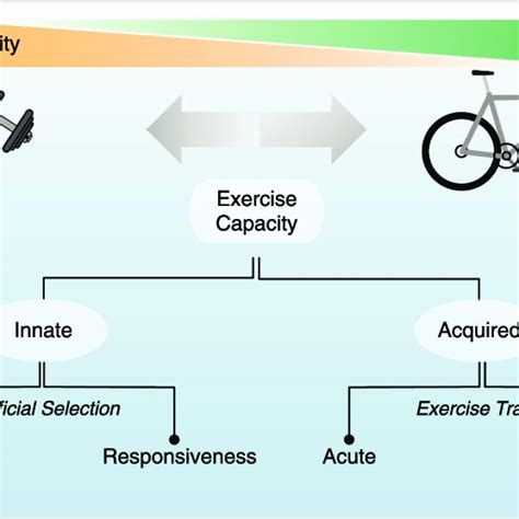 Image result for Exercise Continuum