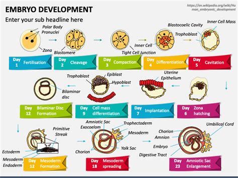 Image result for Embryo Development