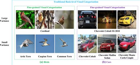 Image result for Basic Level Categorization