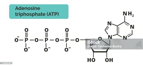 Image result for ATP Formula
