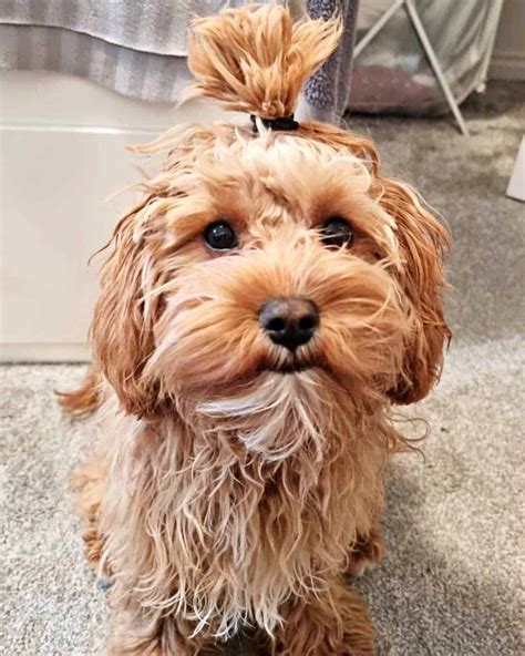 Image result for Cavapoo Haircuts