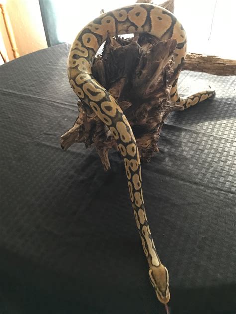 Image result for Python Babies