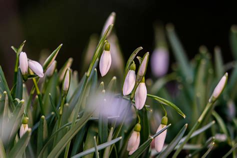 Image result for Snowdrop Pictures Free