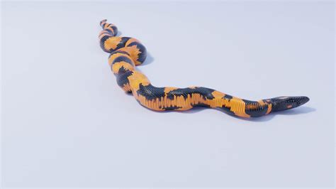 Image result for Ringed Python