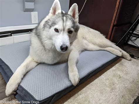 Image result for Snow Dogs Vlogs Mail