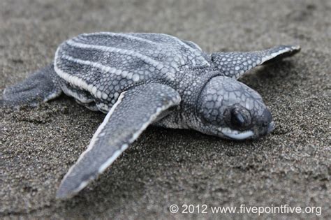 Leatherback Turtle - wildlife of the future