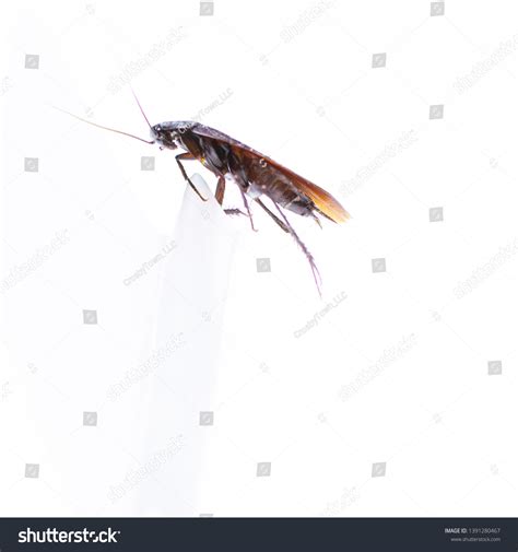 Image result for Cockroach Side View
