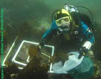 Image result for Random Quadrat Sampling Method