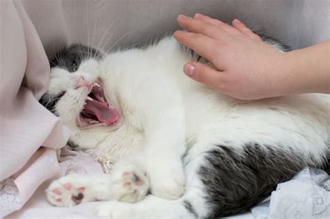 Image result for Cat Training Hand Aggression