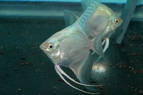 Image result for Angels Plus Angelfish