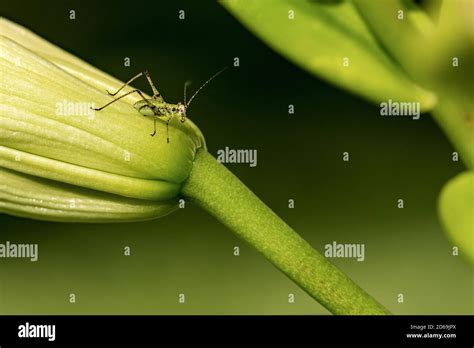 Image result for Cricket Side View Insect