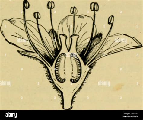 Image result for Examples of Self Pollination