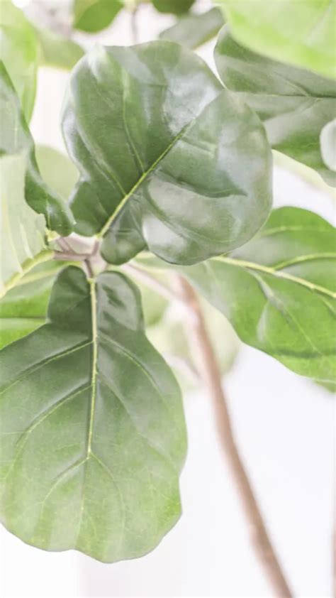 Image result for Fake Fiddle Fig Tree