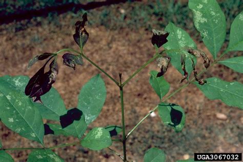 Image result for Ash Tree Bug