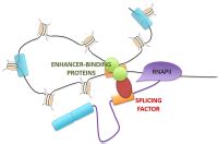 Image result for Distal Control Elements