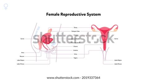 Image result for Human Anatomy Reproductive System