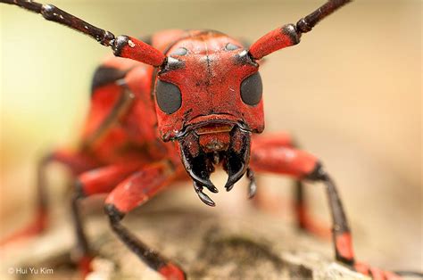 Image result for Alien Animals Found