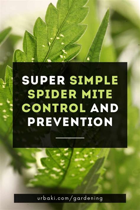 Image result for Spider Mite Control