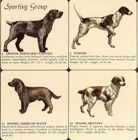 Image result for Normal Map Dog