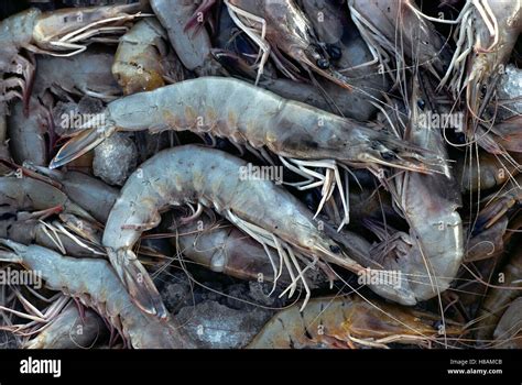 Image result for Catching Prawns