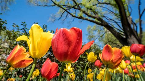 Image result for Spring Background