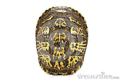 Image result for Empty Turtle Shell