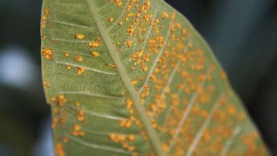 Image result for Cherry Tree Rust