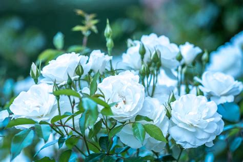 Image result for Spring Flowers Springing