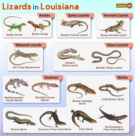 Image result for All Lizard Types