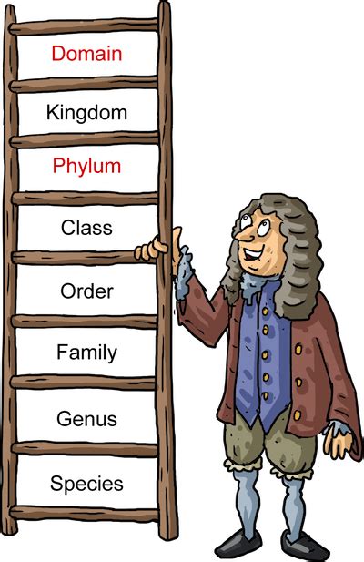 Image result for Linnaeus Classification System