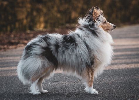Image result for Mini Sheltie