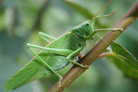 Image result for Cricket Side View Insect