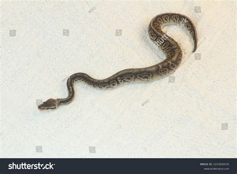 Image result for Python Regius Rat