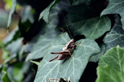 Image result for Cricket Insect Sound