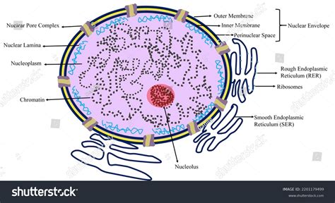 Image result for Nuclear Envelope Function